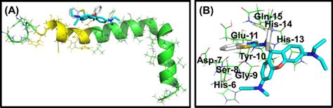 A Molecular Docking Experiment Of Rh Bt With Aβ42 Showing That It