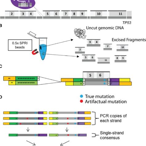 Schematic Representation Of Key Aspects Of Crispr Ds A Crispr Cas9