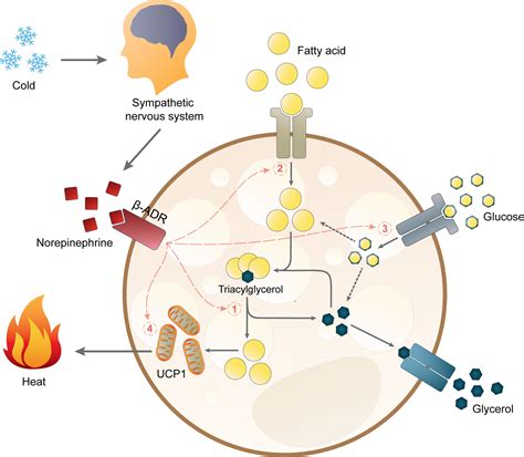 Frontiers Sex Differences In Brown Adipose Tissue Function Sex