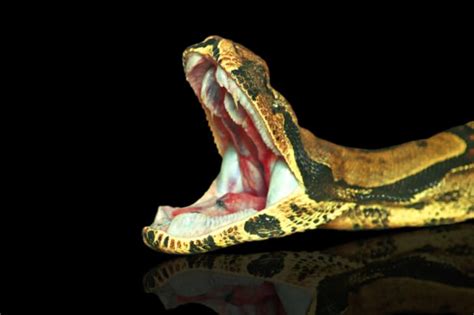 11 fun facts about anacondas mental floss