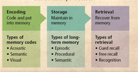 Different Types Of Memory Episodic Semantic And Procedural ⭐ In Test