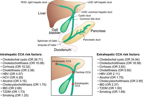 Risk Factors For Intrahepatic And Extrahepatic Cholangiocarcinoma A