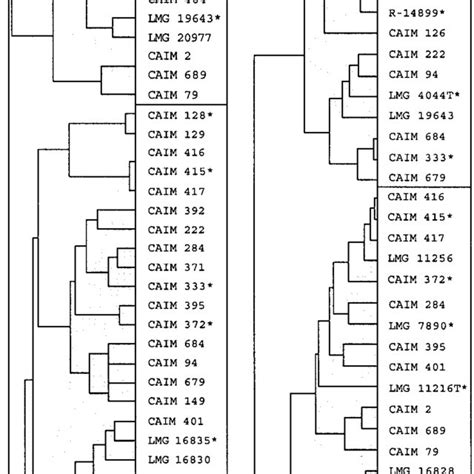 Dendrograms Of Strains Belonging To V Campbellii V Harveyi And V