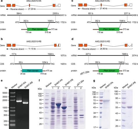 Gene Structures Isoforms And Prokaryotic Expression Patterns Of A