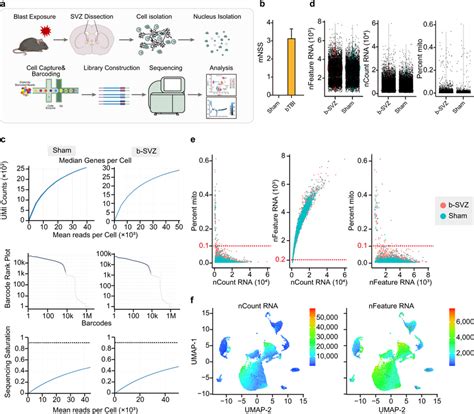 Quality Control Qc Of Mice Svz Snrna Seq Data A Schematic