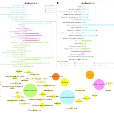 Gene Ontology And Pathway Analysis A Go Classification Of The Degs