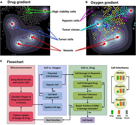 Frontiers Drug Induced Resistance In Micrometastases Analysis Of