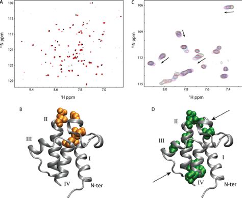Divalent Cation Binding To Wild Type And A75h V Harveyi Acp A