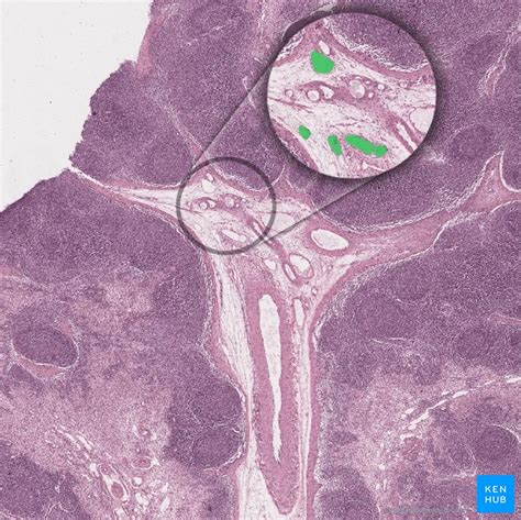 Lymph Nodes Histology Kenhub