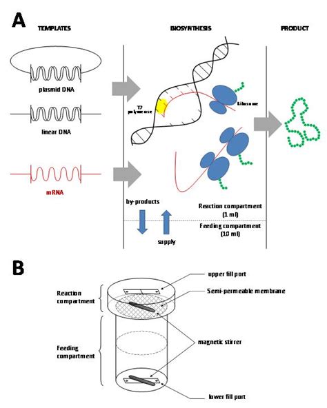 The Development Of Cell Free Protein Expression Systems And Their