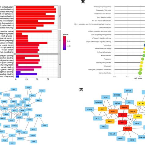 Go A And Kegg B Enrichment Analysis Of Genes In The Geo Database