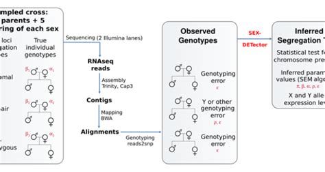 Sex Linked Rna Seq Blog