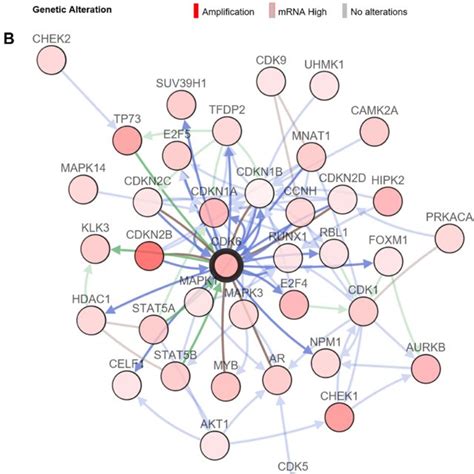 The Visual Summary Of Cdk6 Alterations And Biological Interaction