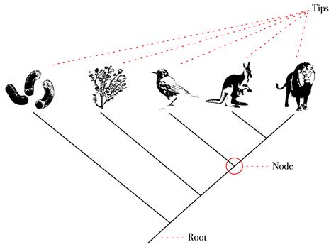 2 13 Species – The Evolution And Biology Of Sex