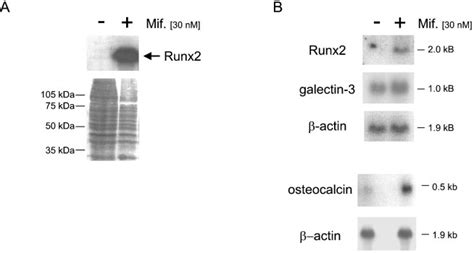 Inducible Expression Of Runx2 In C3h10t1 2 Cells Leads To An