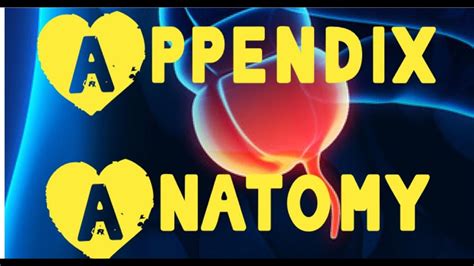 Vermiform Appendix Anatomy Easy Learning Diagrams Clinical Exam