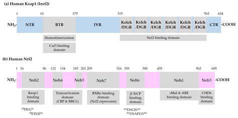Modulation Of The Nrf2 Pathways Encyclopedia Mdpi