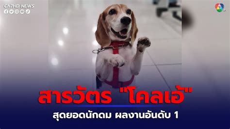 ข่าวสารวัตร โคลเอ้ สุนัขบีเกิล เพศเมีย สุดยอดนักดมและที่ติดโผยอดนักดม