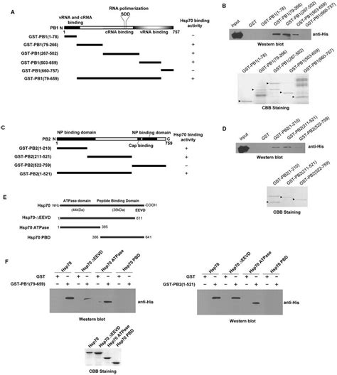 Hsp70 Interacts With Pb1 And Pb2 Directly The Gst Fused Pb1 Mutants