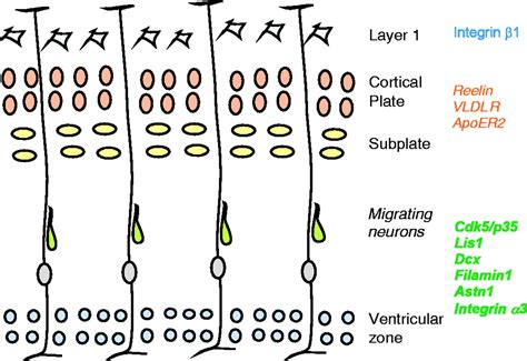 New Directions In Neuronal Migration Science