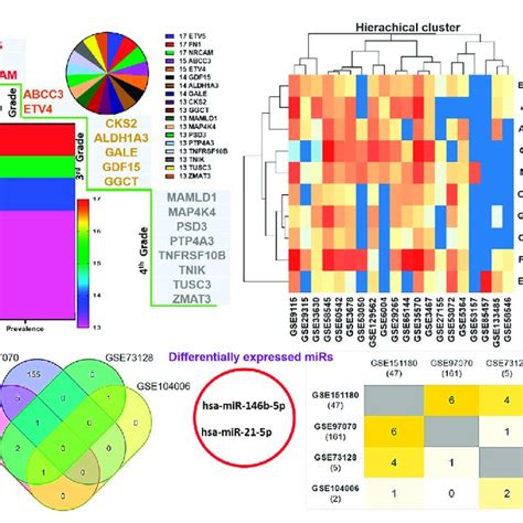 Large Scale Transcriptomic Data Analysis Identified Graded Levels Of