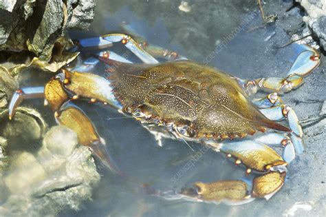 Blue Crab Callinectes Sapidus Stock Image C002 1630 Science