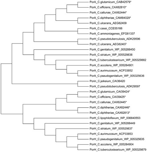 Dendrogram Representing The Phylogenetic Relationships Of Pora And Porh