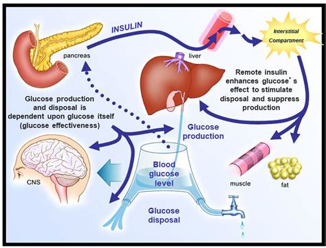 Frontiers Origins And History Of The Minimal Model Of Glucose Regulation