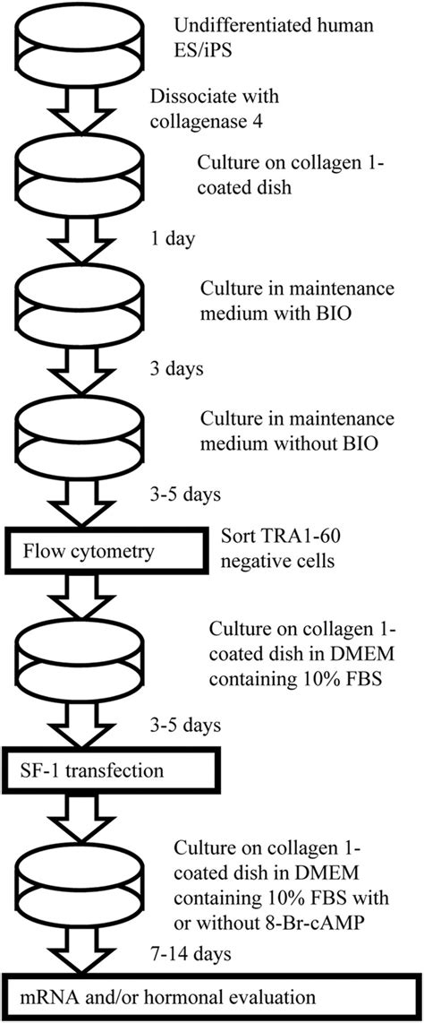 Schematic Flow Diagram Of The Multistep Method Fbs Fetal Bovine Serum