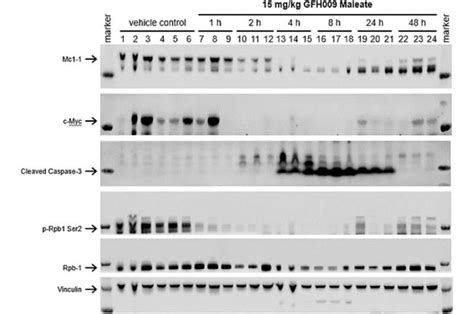 Potent And Highly Selective Cdk9 Inhibitor For Treatment Of Hematologic