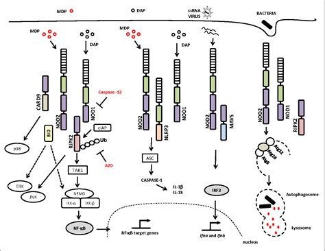 Figure 1 From Nod1 And Nod2 Signaling In Infection And Inflammation