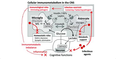 Cellular Immunometabolism In The Brain Glia Are The Main Cellular