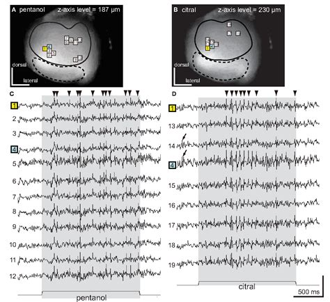 Figure 1 From Spatio Temporal Activity Patterns Of Odor Induced