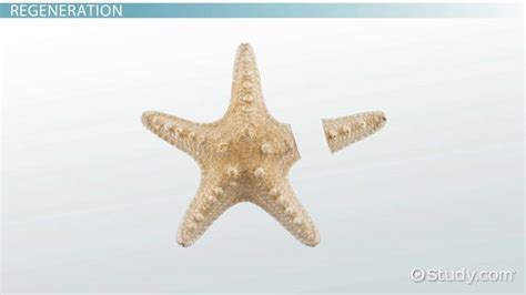 Fragmentation Asexual Reproduction Overview And Examples Video