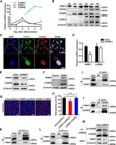 Prmt1 Interacts With C Ebpβ And Reinforces The Phosphorylation Of