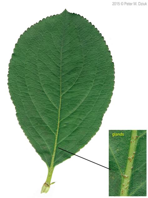 aronia melanocarpa black chokeberry minnesota wildflowers