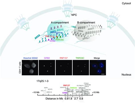 Integration Of Hiv 1 Provirus Favors Active A Compartments Upper