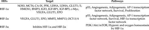 The Known Targets And Pathways Of Hif 1α Hif 2α And Hif 3α