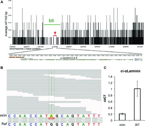 Fine Mapping Of The Chm Like Mutation A The Average Allele Frequency