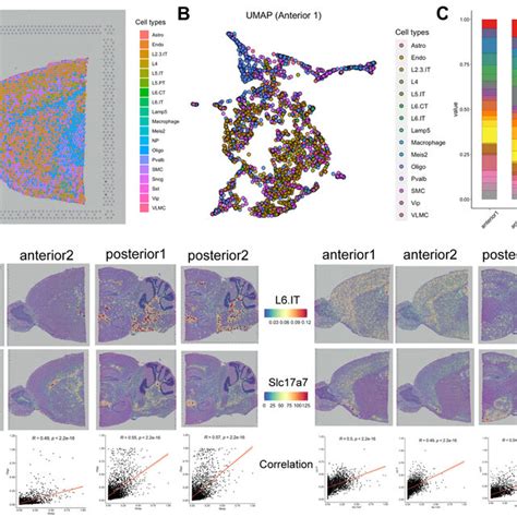 A The Deconvolution Results Of One Spot With All Cell Types For Adult