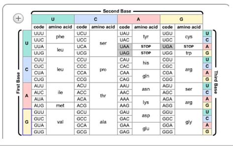 Mrna Amino Acid Sequence Chart A Visual Reference Of Charts Chart Master