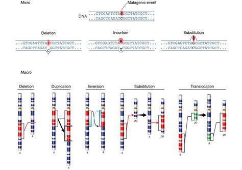 Mutation Definition V1 By National Human Genome Research Institute