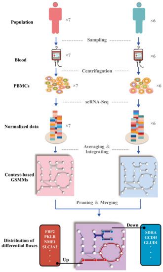 Ijms Free Full Text Reconstructed Genome Scale Metabolic Model