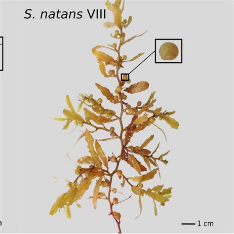 General Appearance Of The Three Pelagic Sargassum Morphotypes Collected