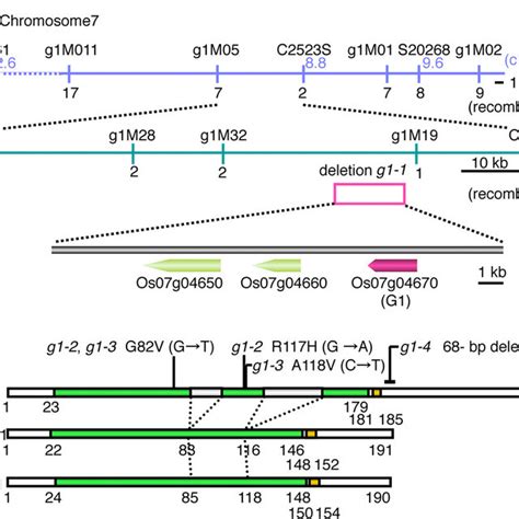 Map Based Cloning And Protein Structure A Physical Map Of The G1
