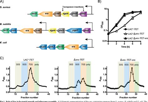 Figure 1 From The P Ppgpp Binding Gtpase Era Promotes Rrna Processing