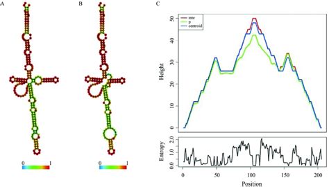 rna structure analysis obtained with rnafold a minimum free energy