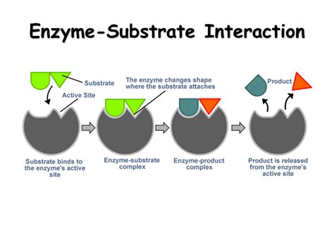 Enzymes Bind To Substrates At William Barr Blog