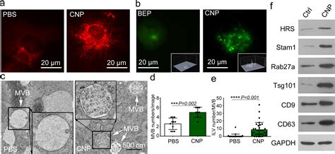 Large Scale Generation Of Functional Mrna Encapsulating Exosomes Via