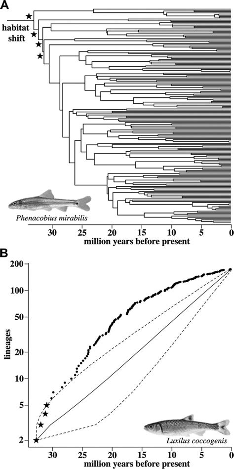 Tests For A Shift In Diversification Rate And Ltt Plot For The Focal